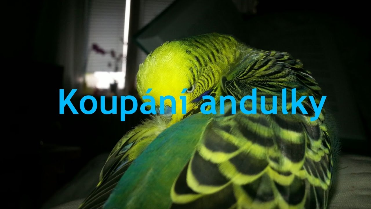 Koupání andulky - YouTube
