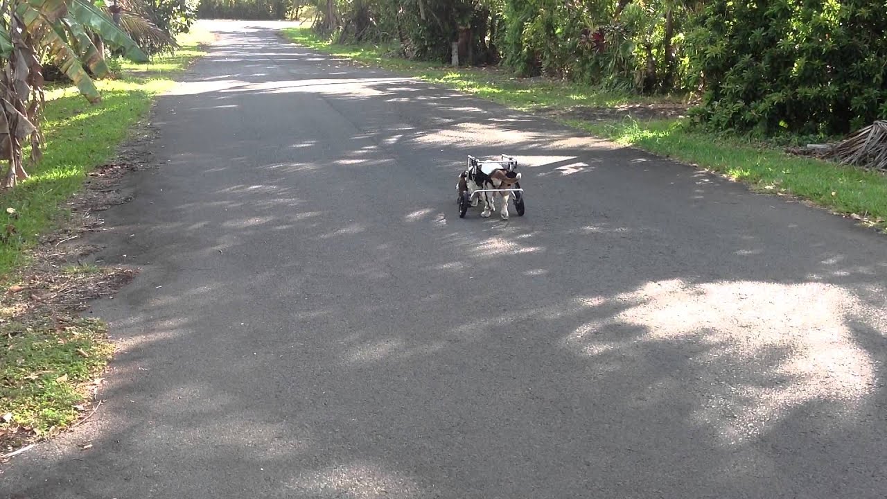 Basset hound wheelin' along with Doggon' Wheels - YouTube
