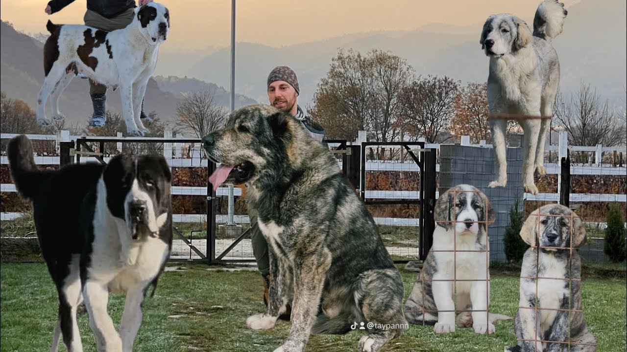 🐾‼️PREZENTARE CAINI‼️🐾 - YouTube