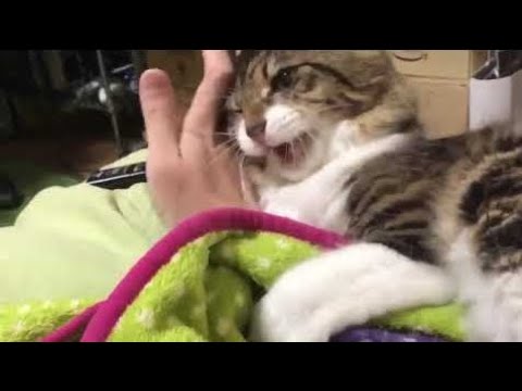 yamada cat - YouTube
