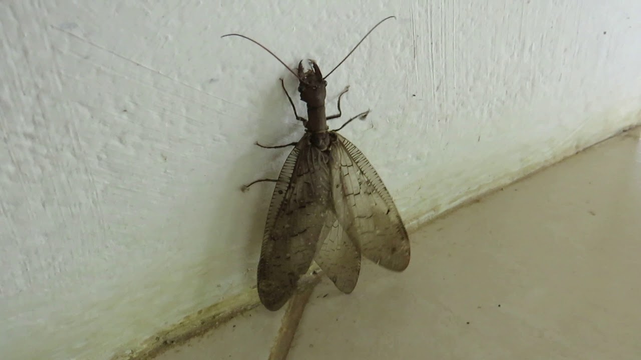 Dobsonfly (Corydalus batesii) - a scary-looking insect - YouTube