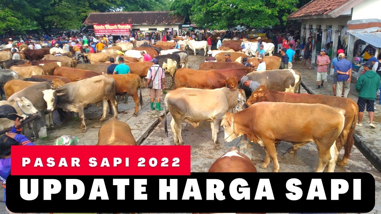 UPDATE HARGA SAPI, PASAR SAPI TERBESAR DI JAWA TENGAH 2022 - YouTube
