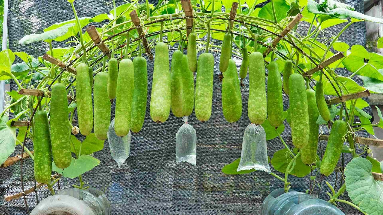 How to grow gourd super fruit simple but cheap, Many fruits harvested ...