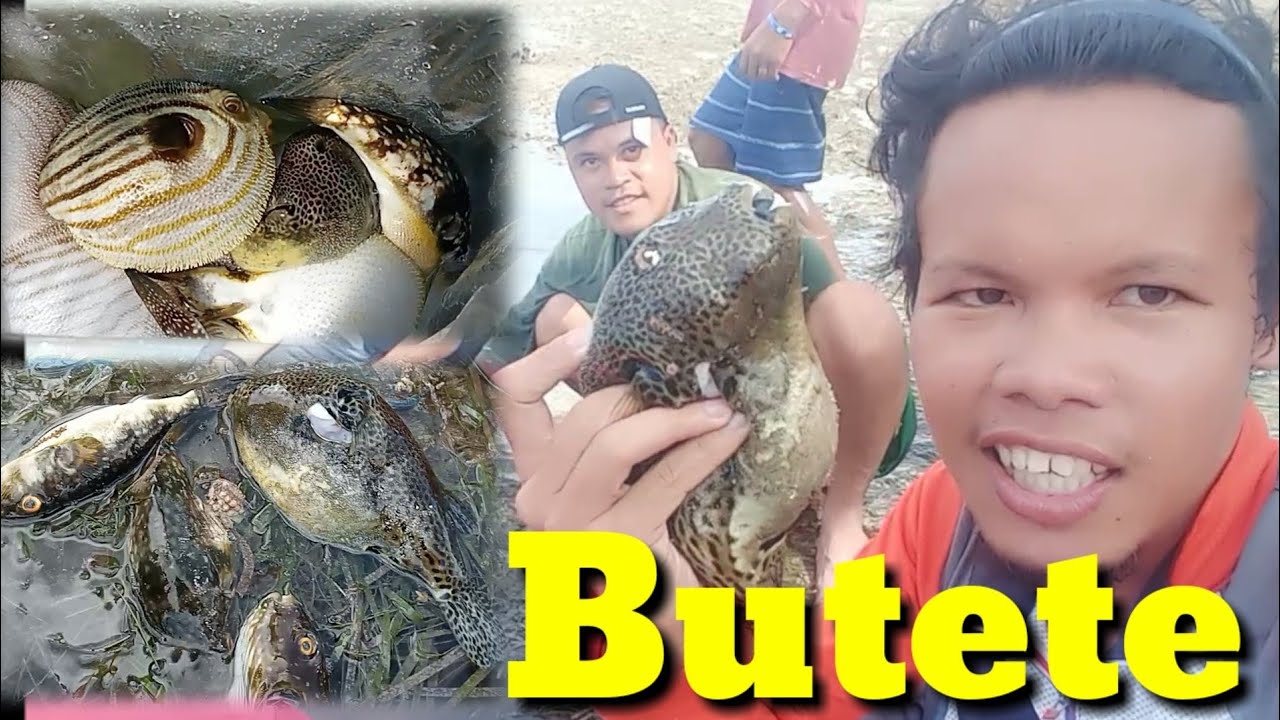 V370 - Part1 Butete Catch and Cook ( 1 Poisonous Fish in the World ...