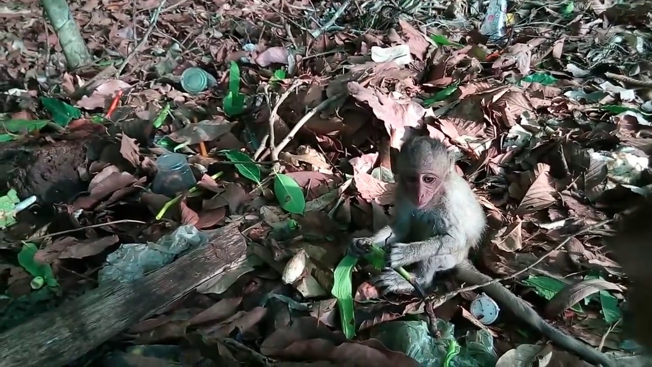 Monkey Bully Baby Monkey A:226 - YouTube