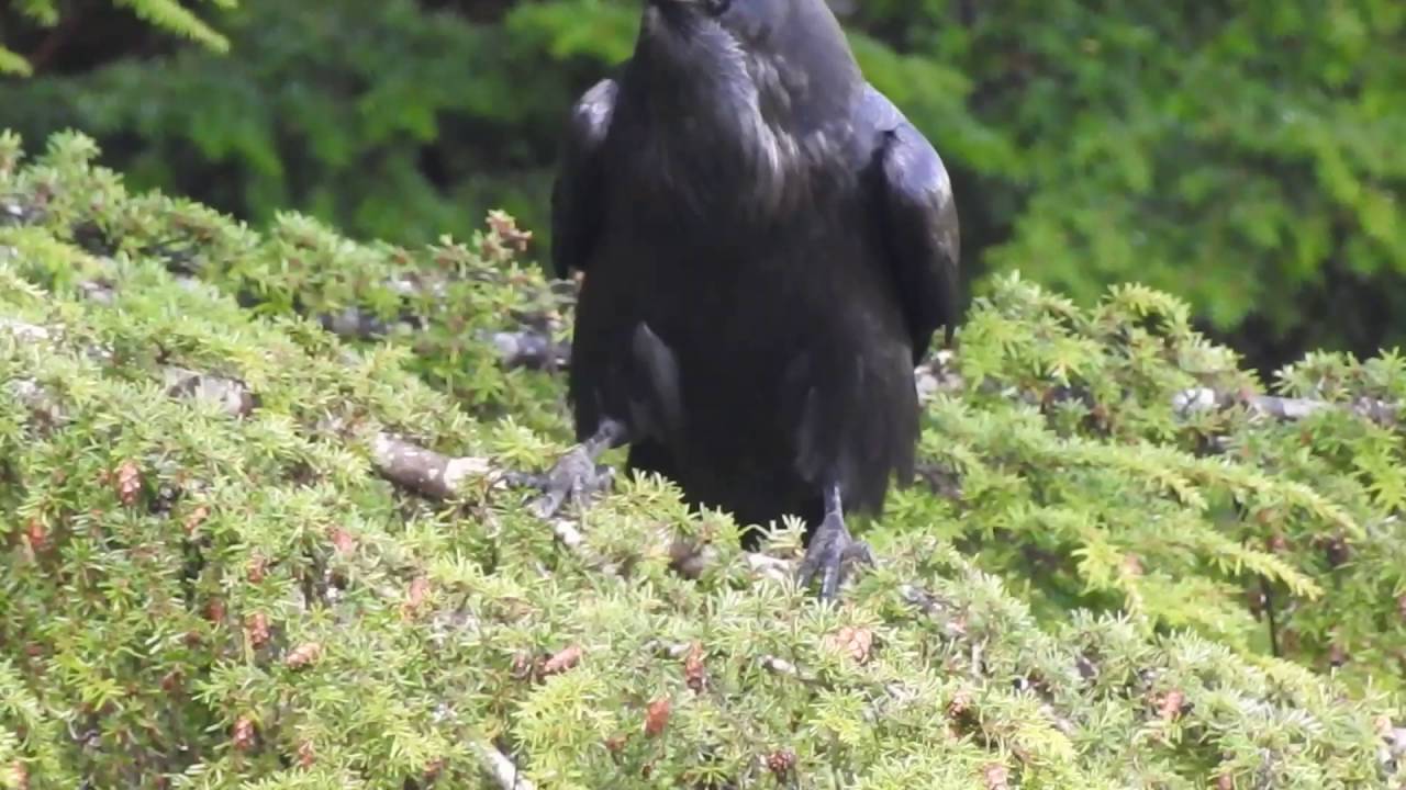 Huge Raven on Vancouver Island HD1080 - YouTube