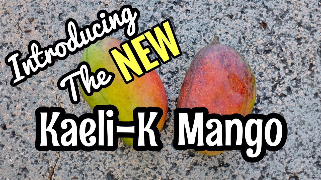 Introducing the 'Kaeli-K' Mango!! - YouTube