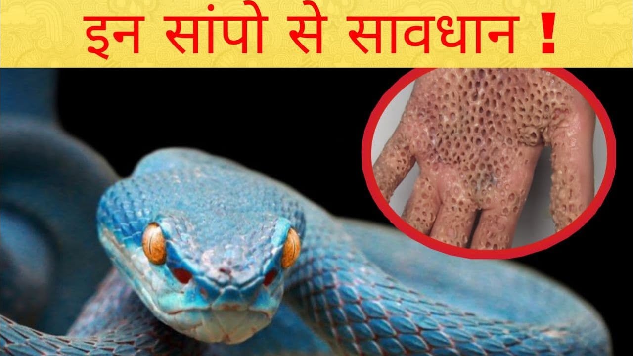 इन साँप ने जीना मुस्किल कर दिया है | Top 7 amazing Venomous Snakes in ...