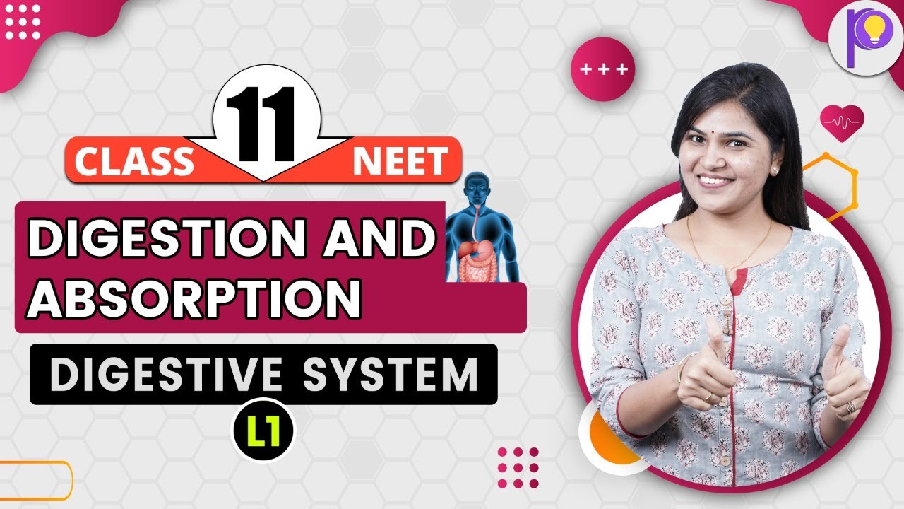 Digestion And Absorption L1 | Digestive System | Class 11 Biology ...