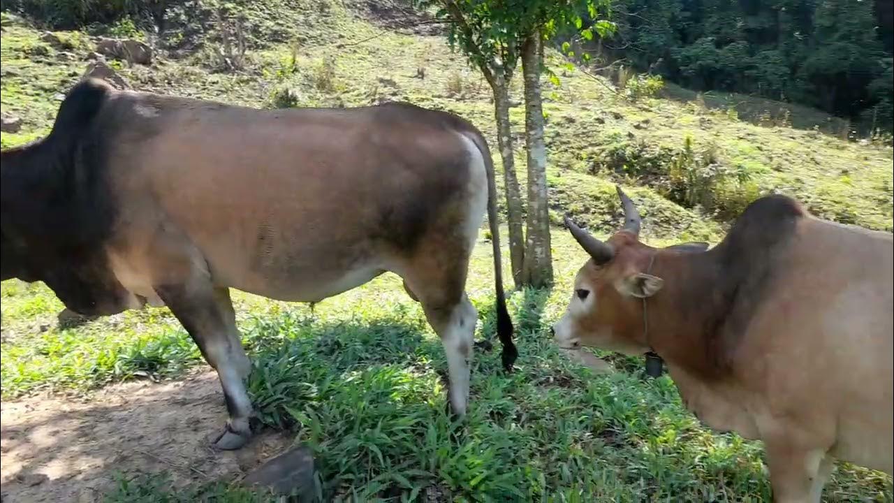 hnub no kv tuaj mus saib nyuj nawb/23/9/2023 - YouTube