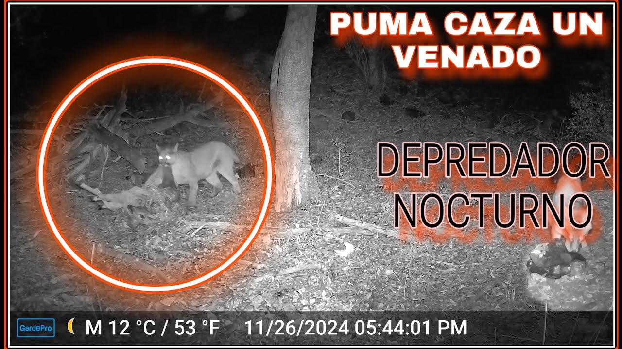 AVENTURA 496 LO QUE CAPTAN LAS CÁMARAS) CAZADORES NOCTURNOS PUMA CAZA A ...