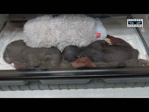 Türü tehlike altında olan ayı yavruları, annelerinden oyuncakla korunuyor