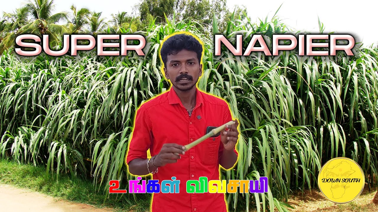 SUPER NAPIER வளர்ப்பு முறை | Best Animal Feed | உங்கள் விவசாயி | # ...