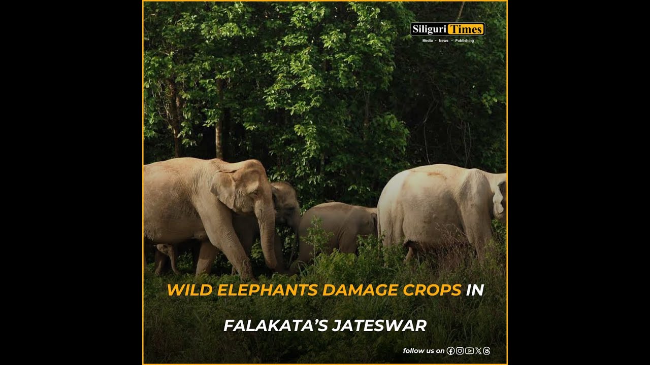 Wild elephants damage crops in Falakata’s Jateswar (Hindi) - YouTube