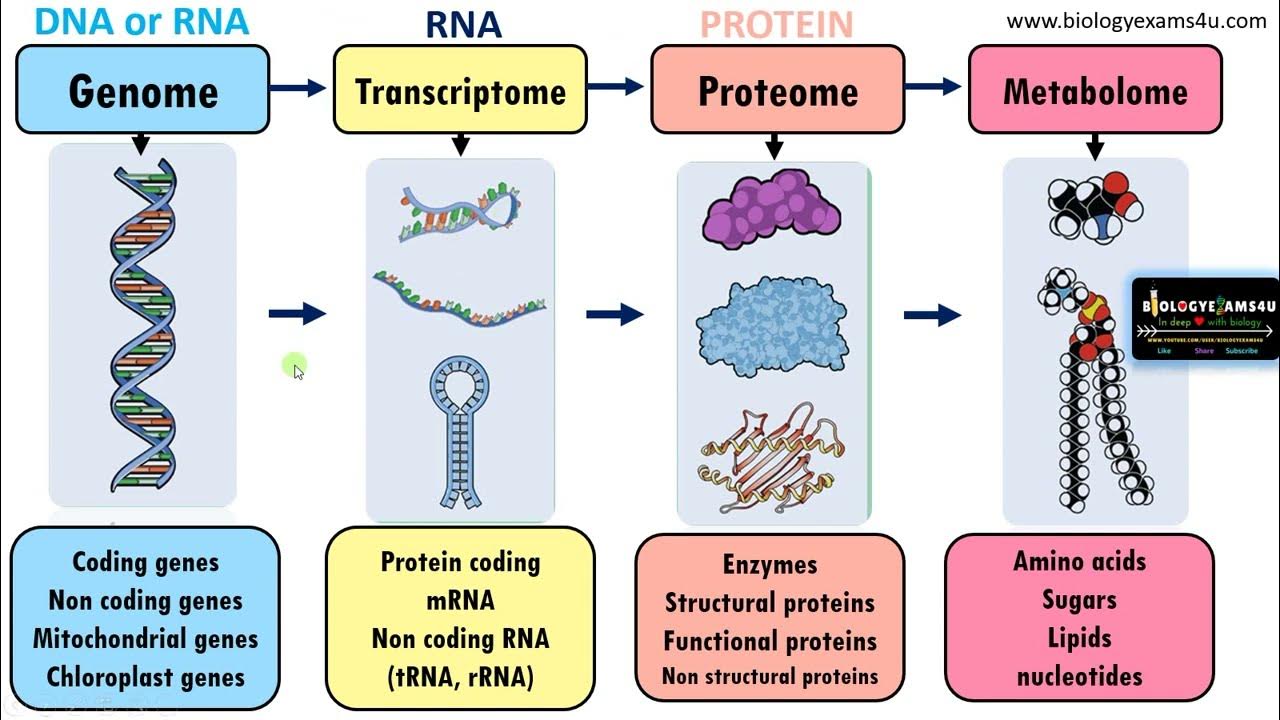 What Is The Difference Between A Genome Transcriptome Proteome And