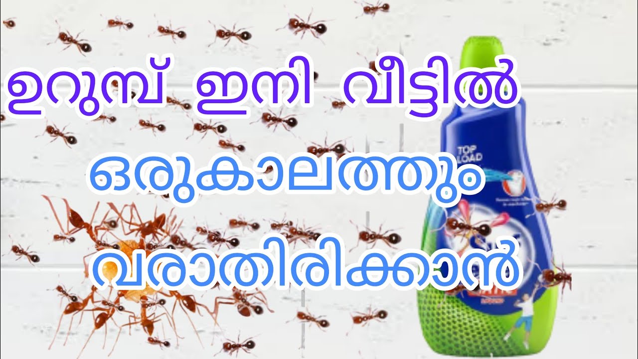 ഉറുമ്പ് ഇനി വീട്ടിൽ ഒരു കാലത്തും വരാതിരിക്കാൻ / ഉറുമ്പ് ശല്യം മാറ്റാ ...
