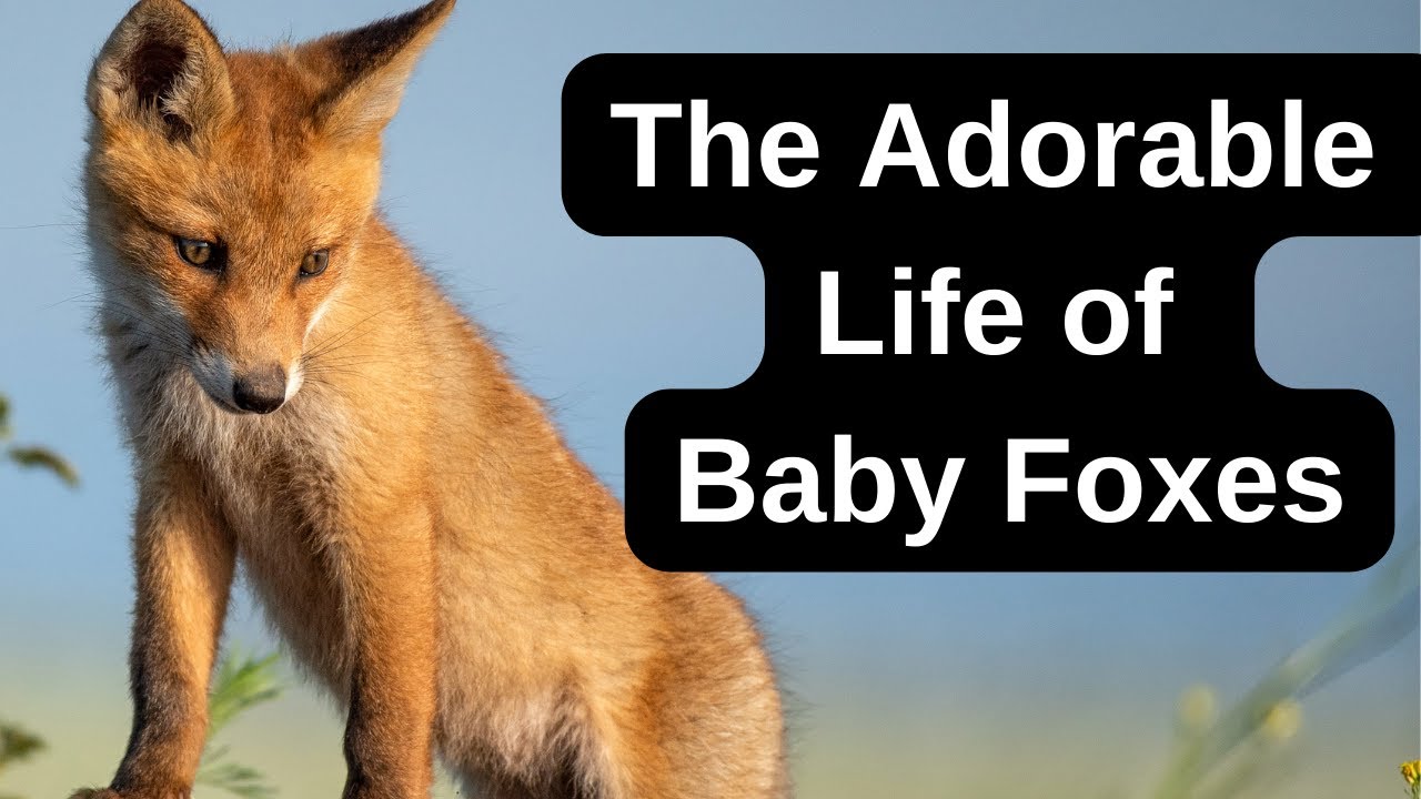 The Adorable Life of Baby Foxes in the Wild #fox #animals # ...