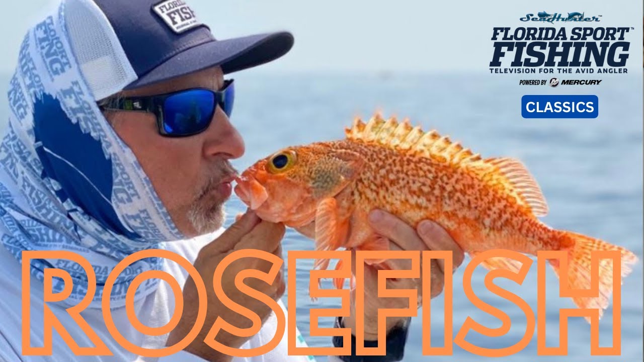 Deep Drop Blackbelly Rosefish | Rosefish & Golden Tilefish | Rosefish ...