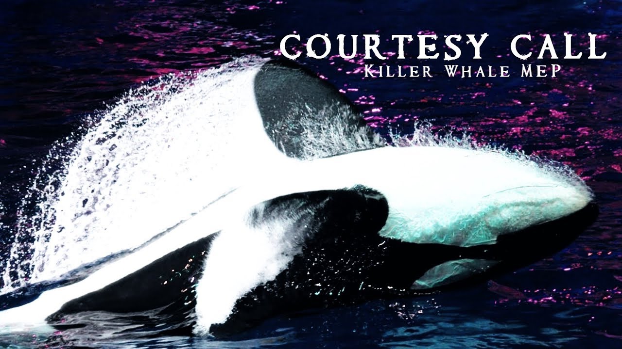 Courtesy Call 】 - YouTube