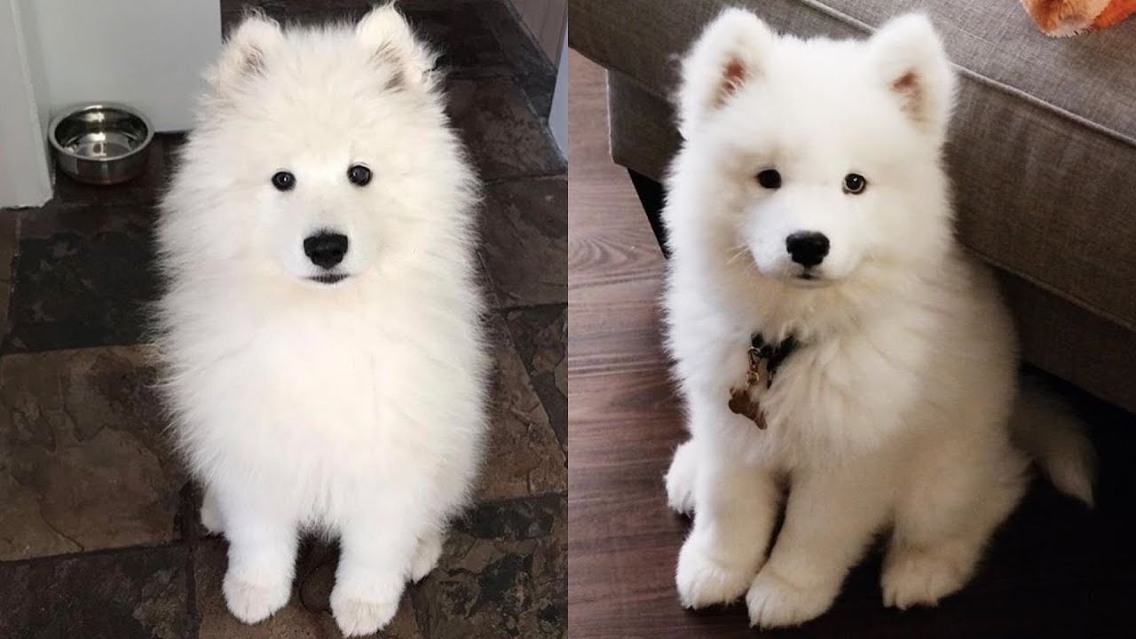 Cute & Funny Samoyeds Video Compilation 4K #20 - YouTube