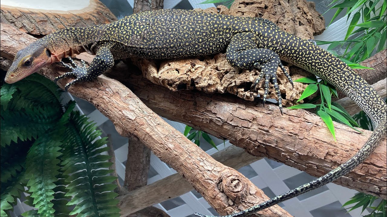 Peach throat monitor enclosure upgrade is almost done ! #reptiles # ...