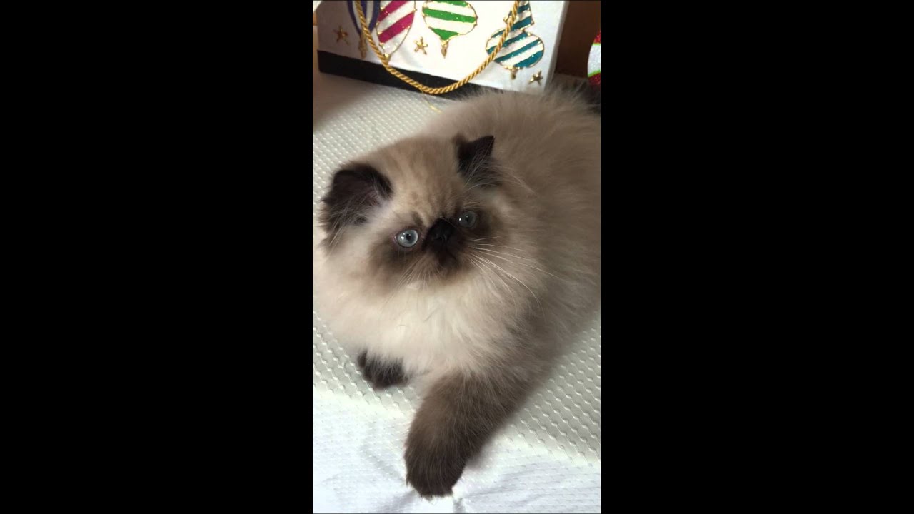 Seal Point Himalayan at 3 1/2 months old - YouTube