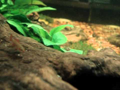 Badis Red Flame - Scarlet Badis (Dario Dario) - YouTube
