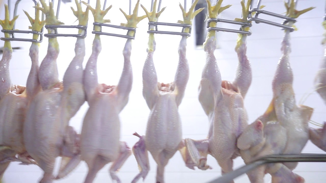 steel structure chicken slaughter house - YouTube