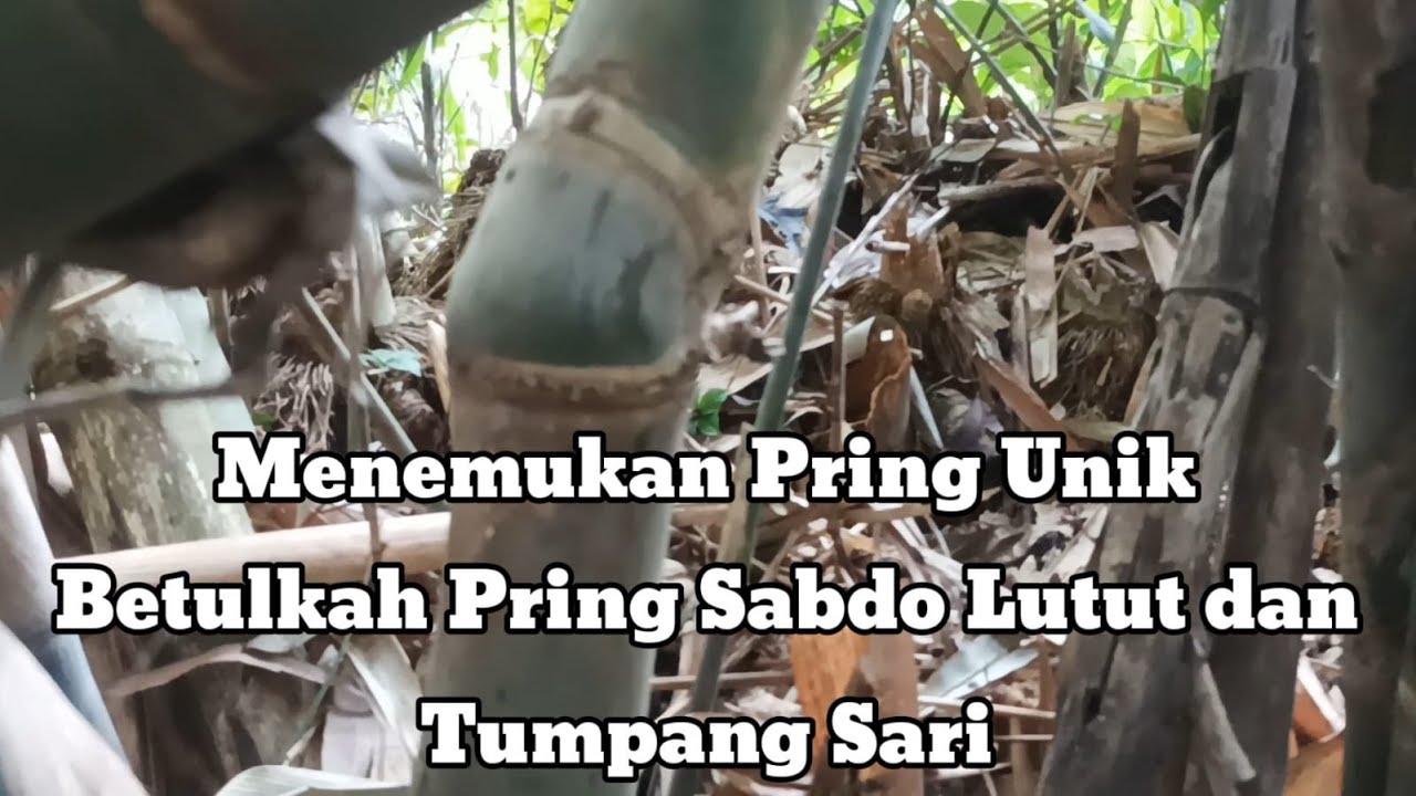 Menemukan Pring Unik | Betulkah Bambu Sabdo Lutut dan Tumpang Sari ...