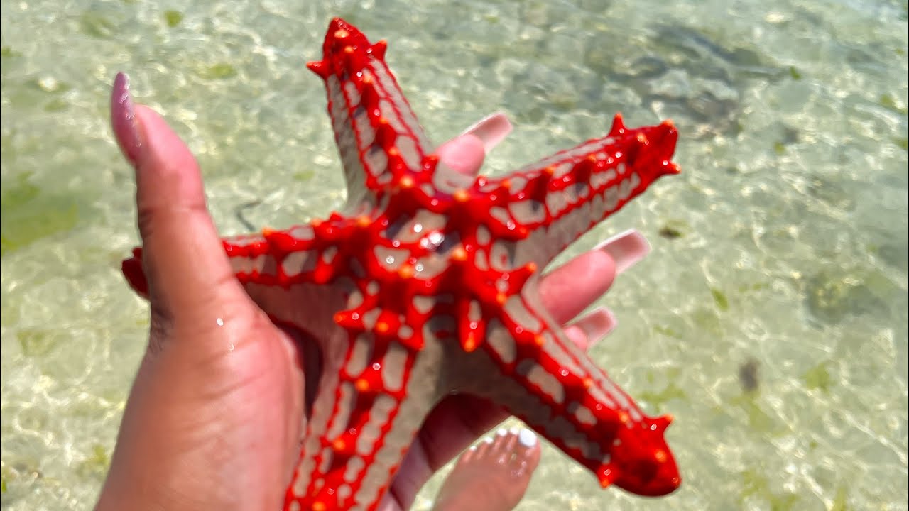 Real life star fish and swimming with the dolphins in Zanzibar - YouTube