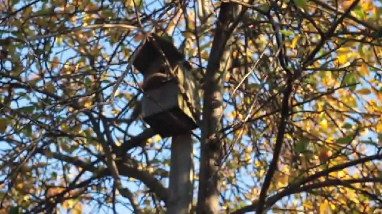 Яблочный самогон. Крестьянский вариант. - YouTube