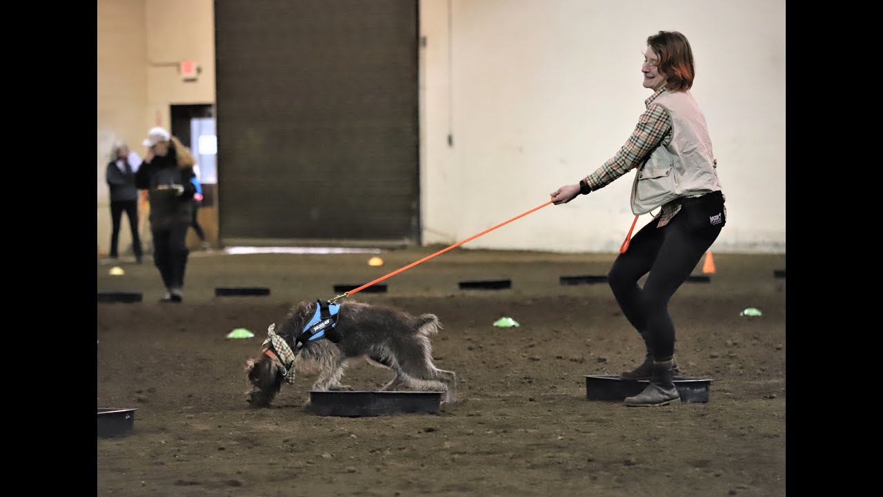 Truffle dogs sniff out the competition! - YouTube