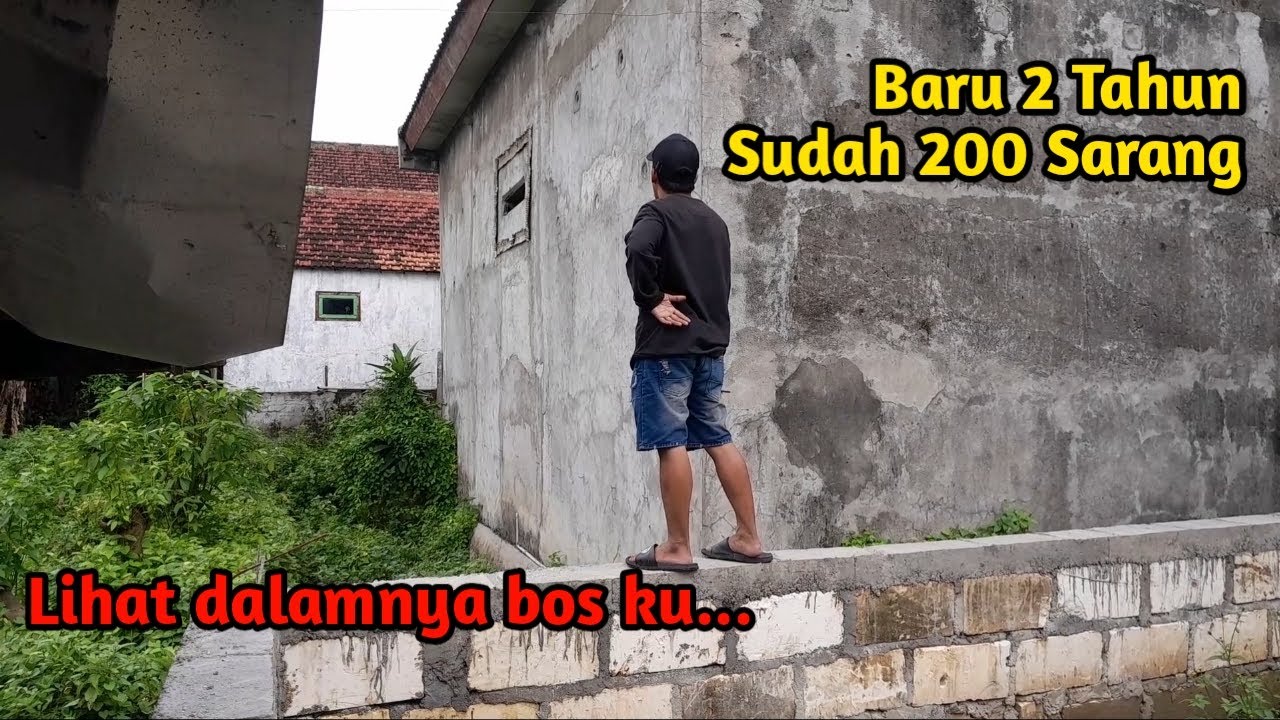 Kondisi Alam juga sangat menentukan untuk budidaya burung walet ...