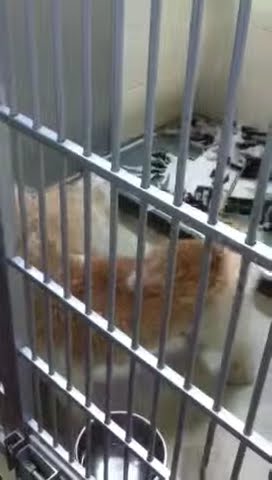 Rowdy doing flips for breakfast at my work - YouTube