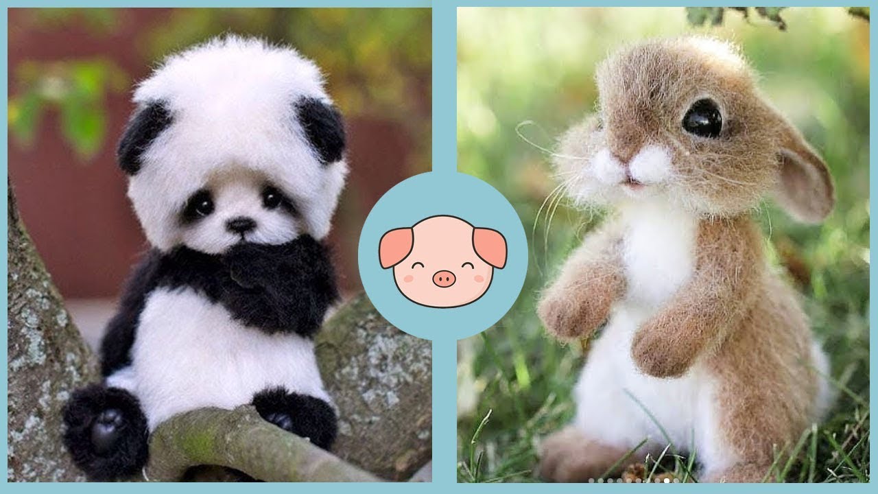 Los Animales MAS BONITOS del MUNDO #1 Recopilacion 🥰🥰🥰 Animalindos ...