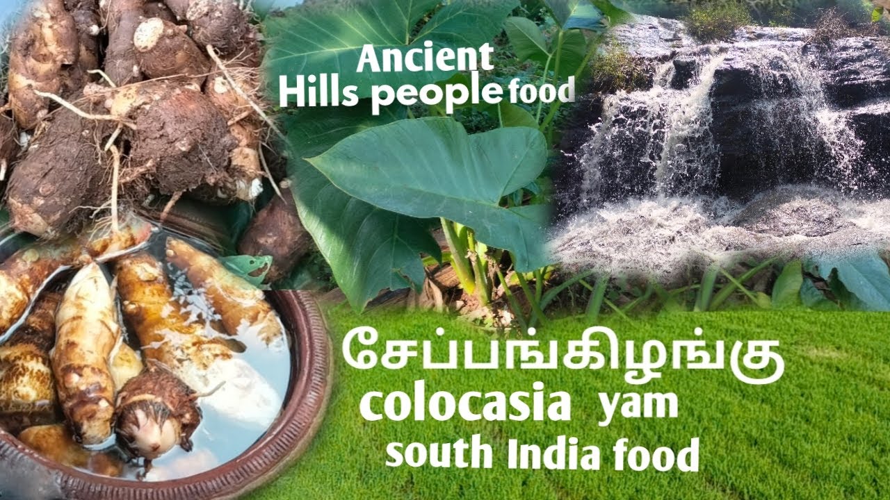 Colocasia Yam /boiling /Cheppankizhangu /Traditional food /Senaikilangu ...