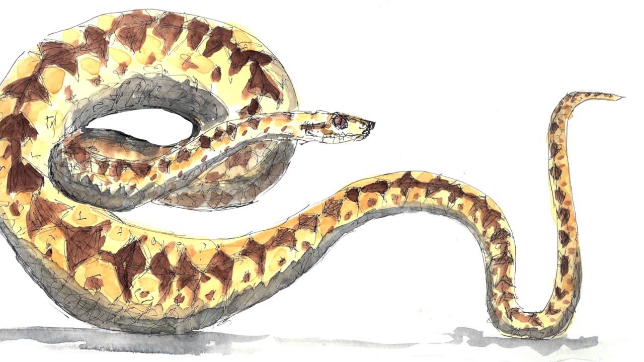 De kop en de staart van de slang - YouTube
