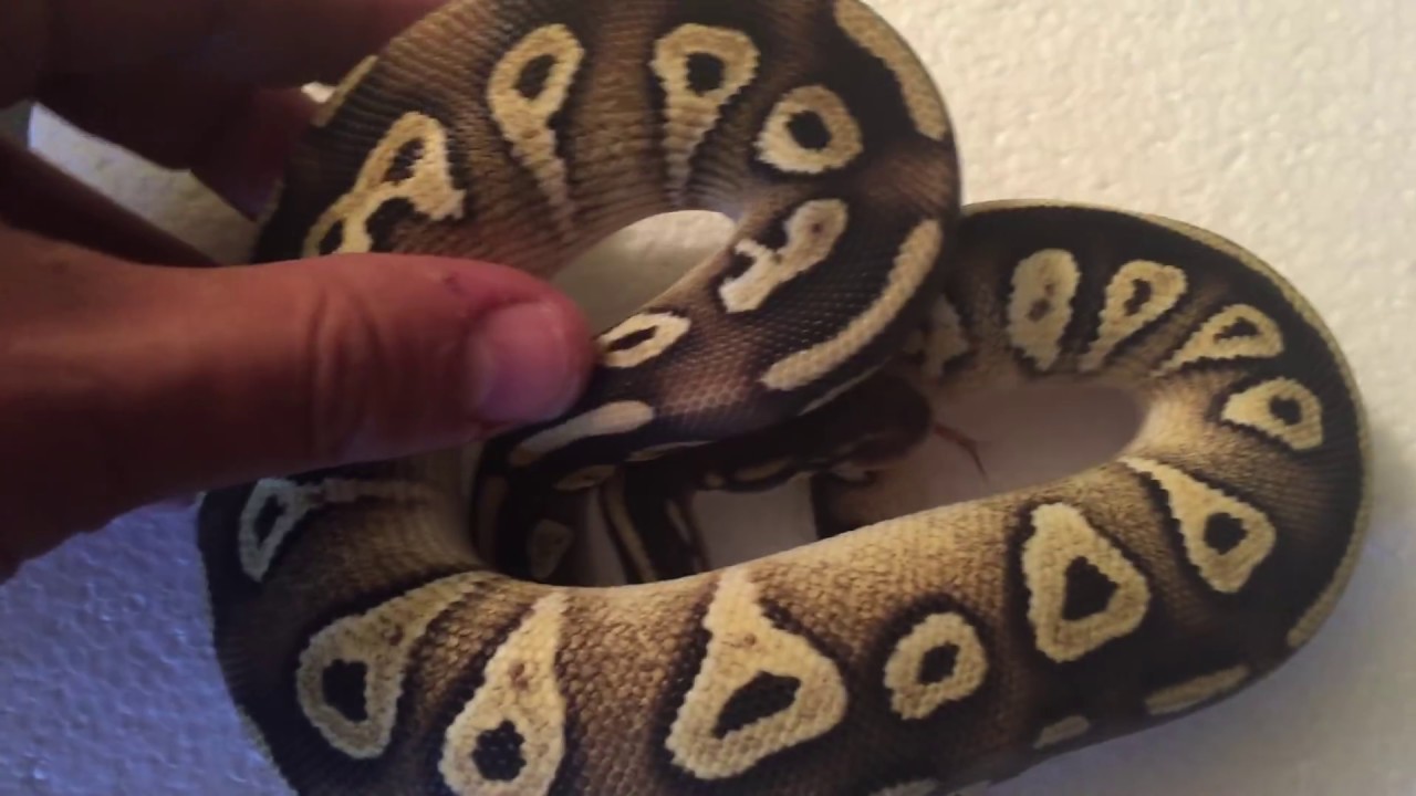 UNBOXING Black head Pastave and Black Head Red Gene Ball Pythons! Very ...