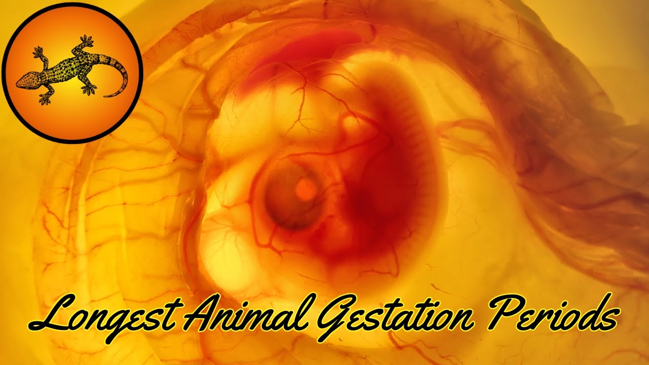 What Animals Have the Longest Gestation Periods? - YouTube