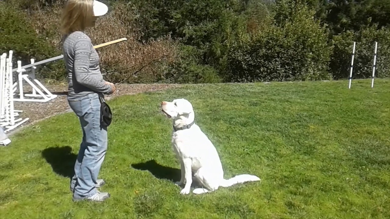 Keeper AKC Intermediate Trick Dog - YouTube