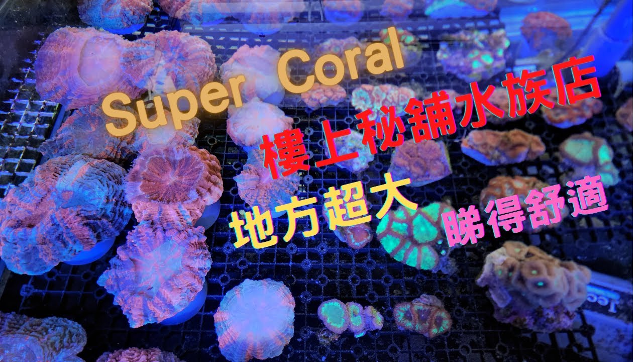 Super Coral😊樓上秘舖水族店😉地方超大 睇得舒適 - YouTube