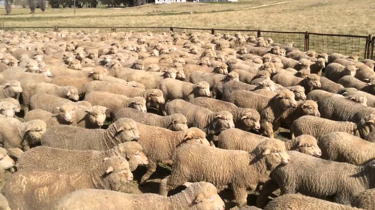 MERINO WETHER LAMBS A/C LARRAS P/L - YouTube