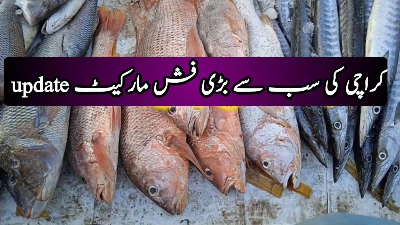 Largest Fish Market Fisheries in Karachi Fish Harbor | Info about ...