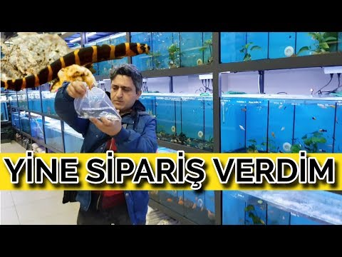 BU GÜNDE PETSHOPTAN BALIK ALDIM,akvaryum balıkları