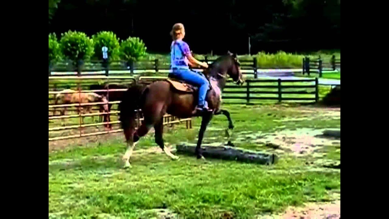 SCORE'S HEART BREAK - SHADOW RIDGE STABLES - YouTube