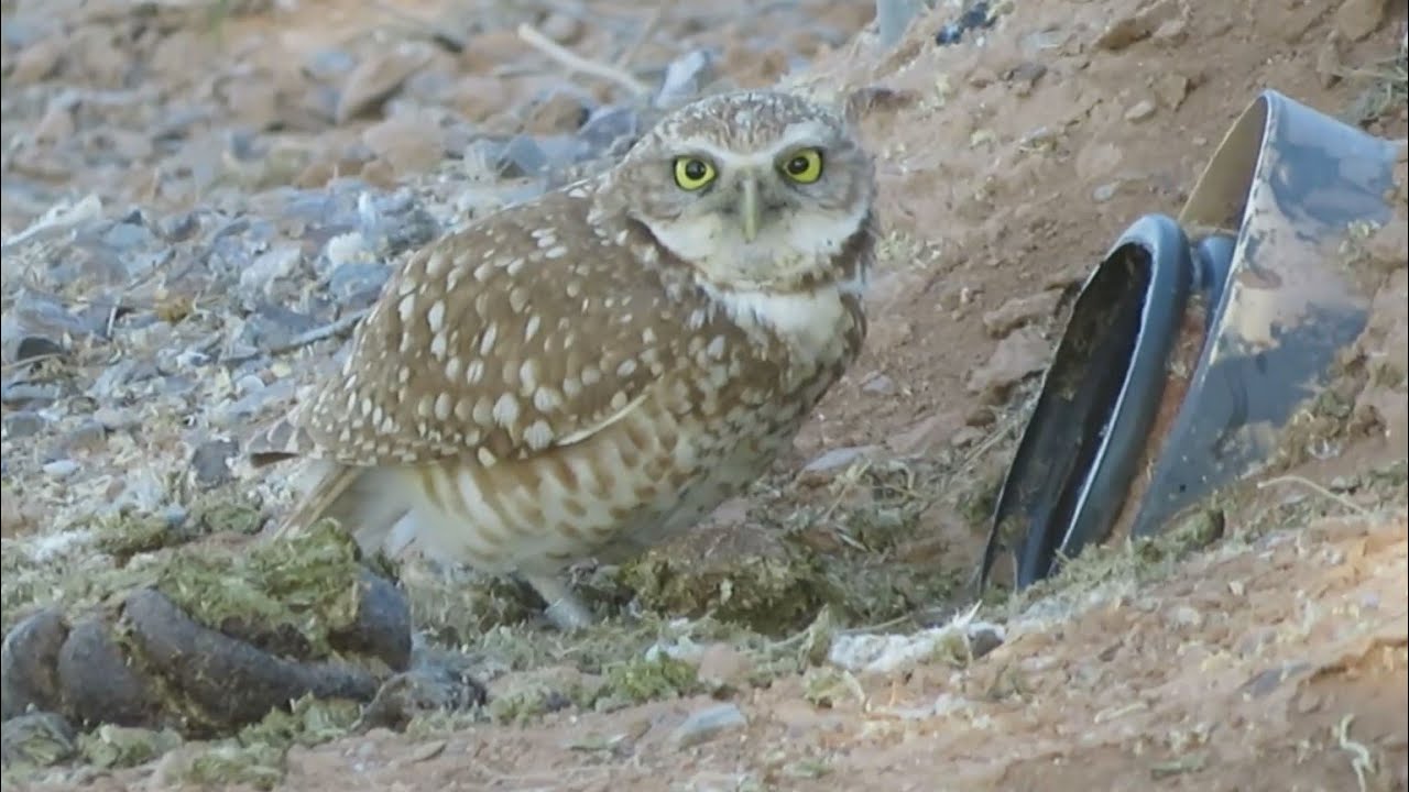Burrowing Owl Brings Horse Poop To Burrow - YouTube