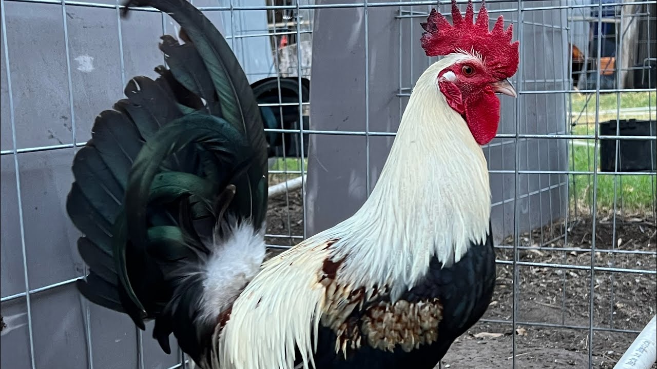 Single Mating Fowl (grey with bamboo black hen) - YouTube