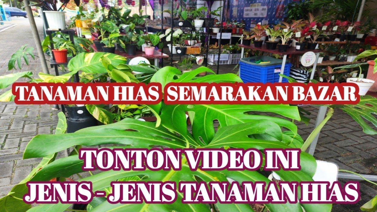 MONSTERA DELICIOSA KING SEMARAKAN DALAM BAZAR TANAMAN HIAS I Umi ...