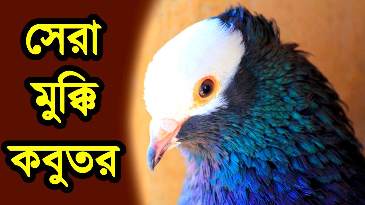 মুক্কি কবুতর জাত ও দাম | স্বল্প খরচে অধিক লাভজনক কবুতর পালন পদ্ধতি ...