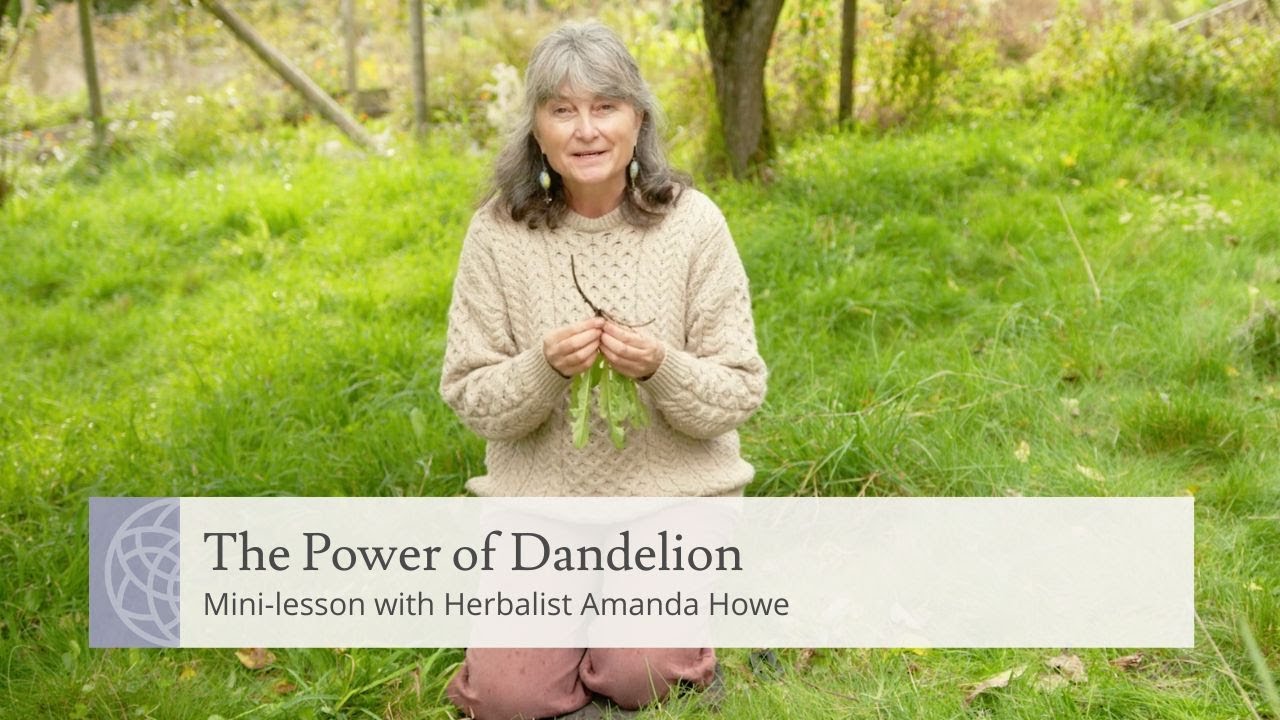 The Power of Dandelion | Mini-lesson with Herbalist Amanda Howe - YouTube